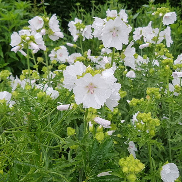 Malva Moschata Forma Alba White Musk Mallow Flowers Stock Photo Alamy ...